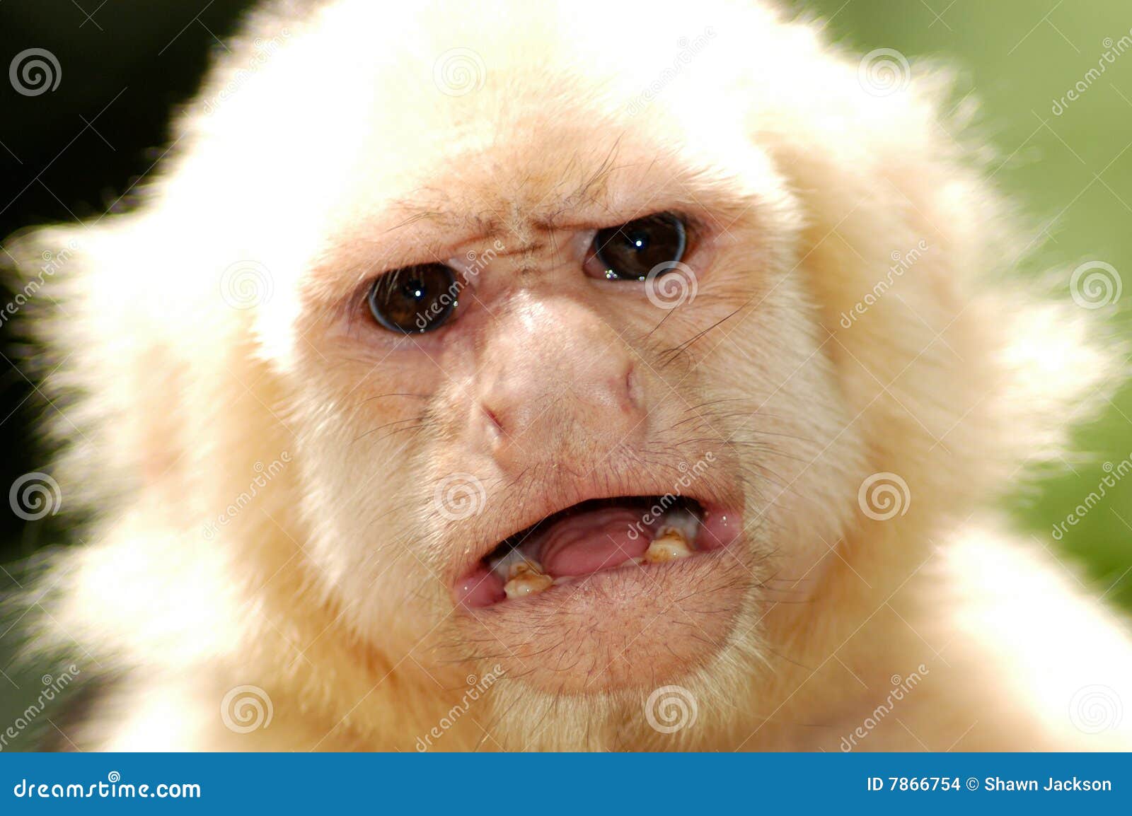 Apa Bild. Bild: 7866754