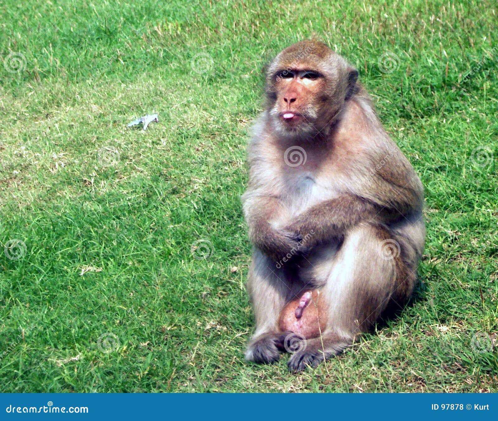 Apa Bild. Bild: 97878