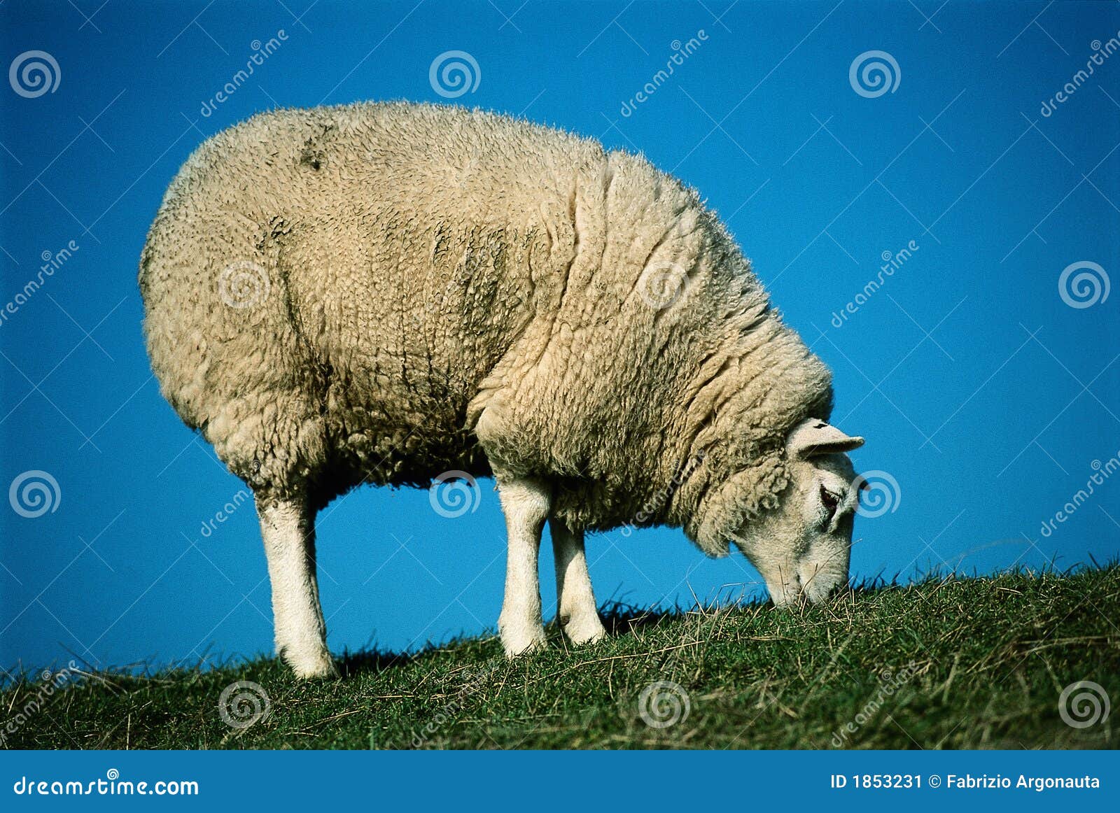 Apacentamiento De Las Ovejas Blancas Imagen de archivo - Imagen de ...