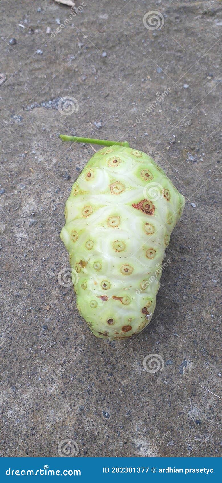 Apache Fruit on Asphalt that Fell from the Tree Stock Image - Image of ...