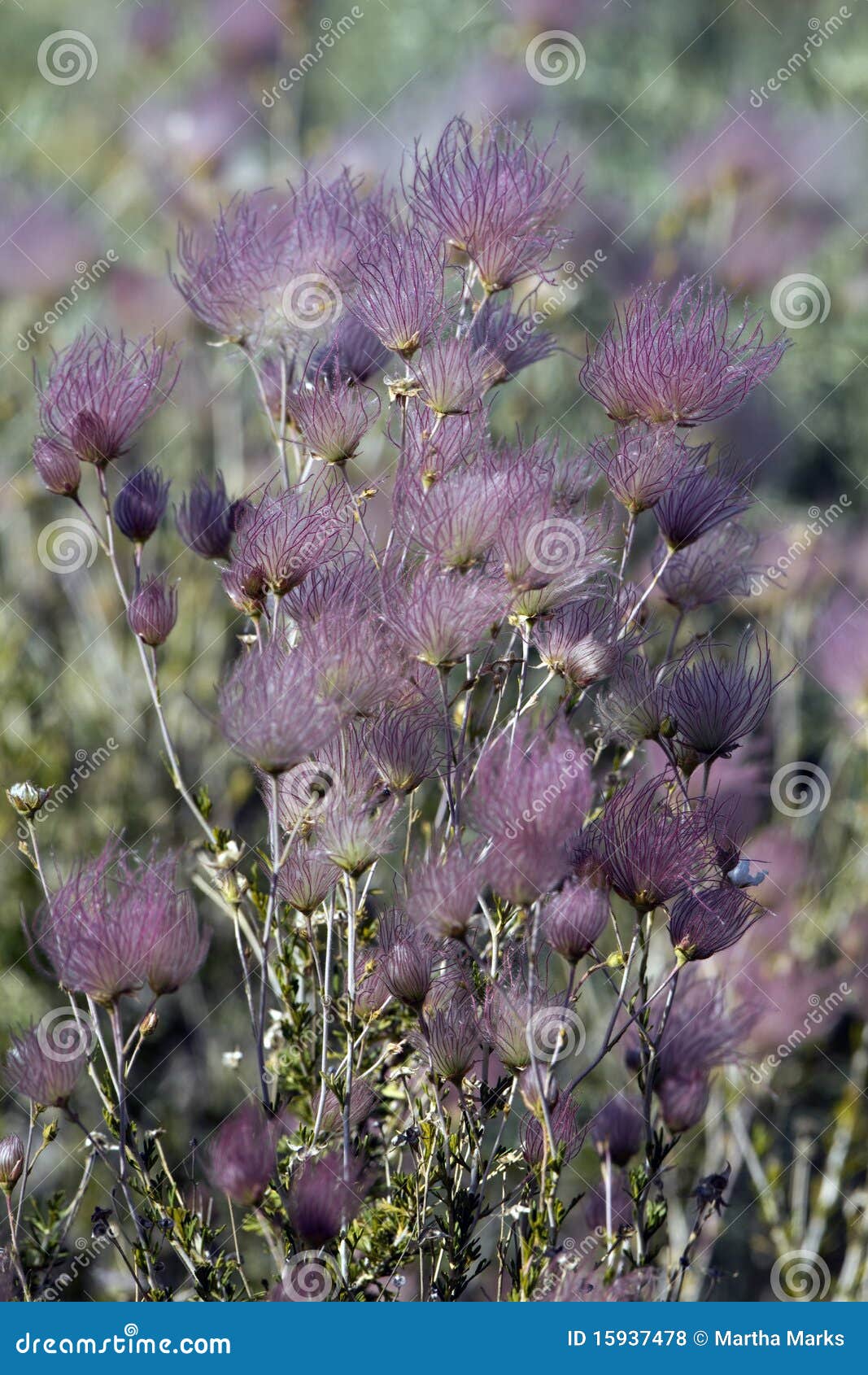 Apache Plume, Fallugia Paradoxa Stock Photo - Image of fallugia, green ...
