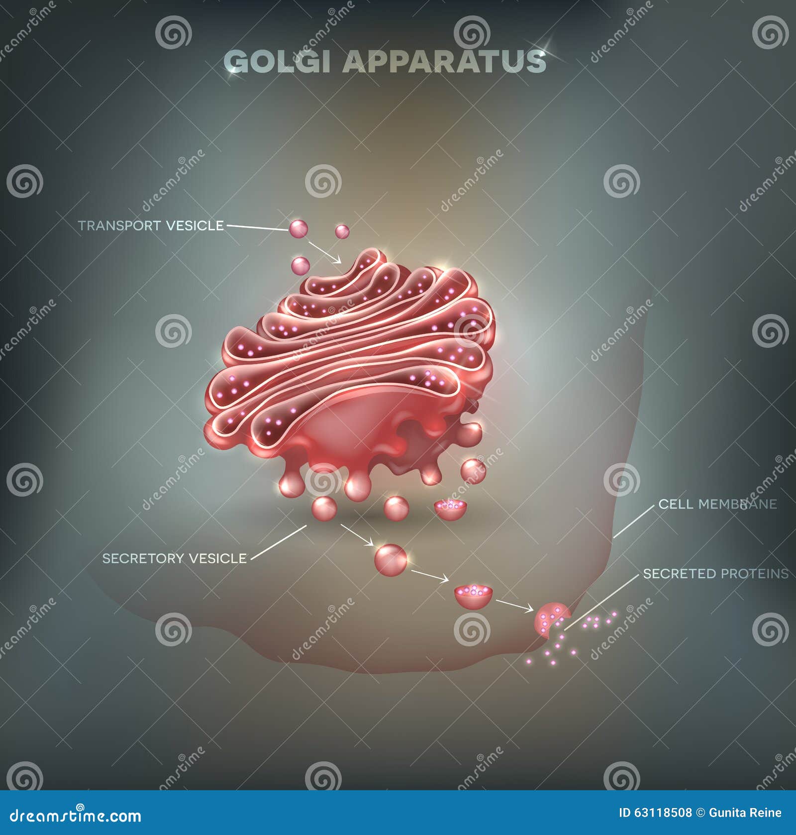 Estructura Del Aparato De Golgi Ilustracin Del Vector Ilustracin De