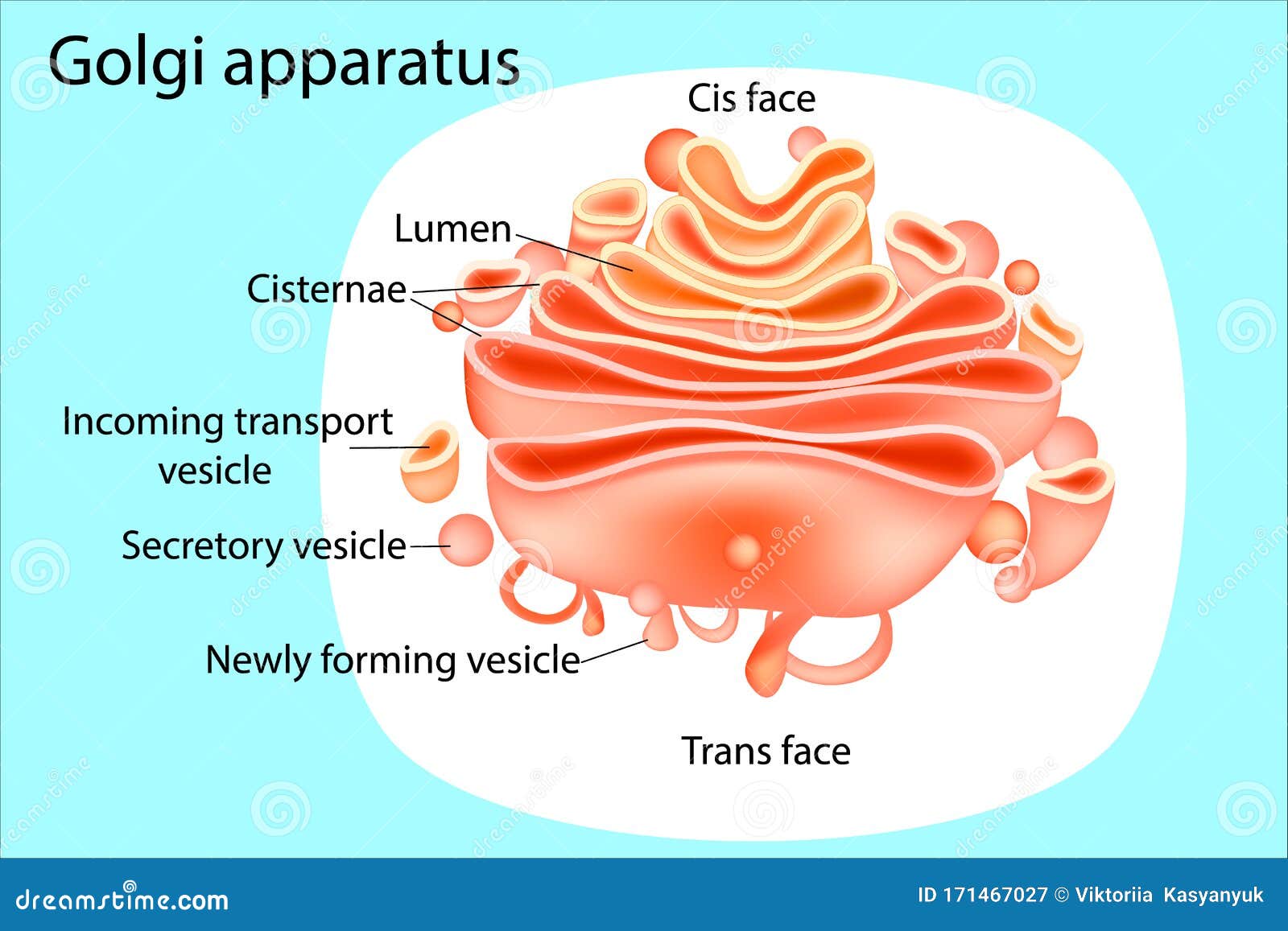 La Estructura Del Aparato Golgi Infogrficos Ilustracin De Vectores