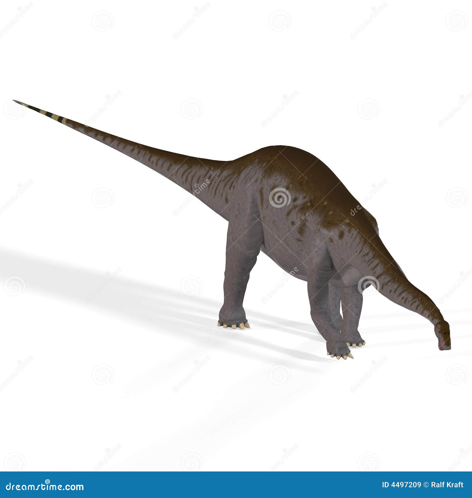 Apatosaurus Aka Brontosaurus Stock Illustration - Illustration of beast ...
