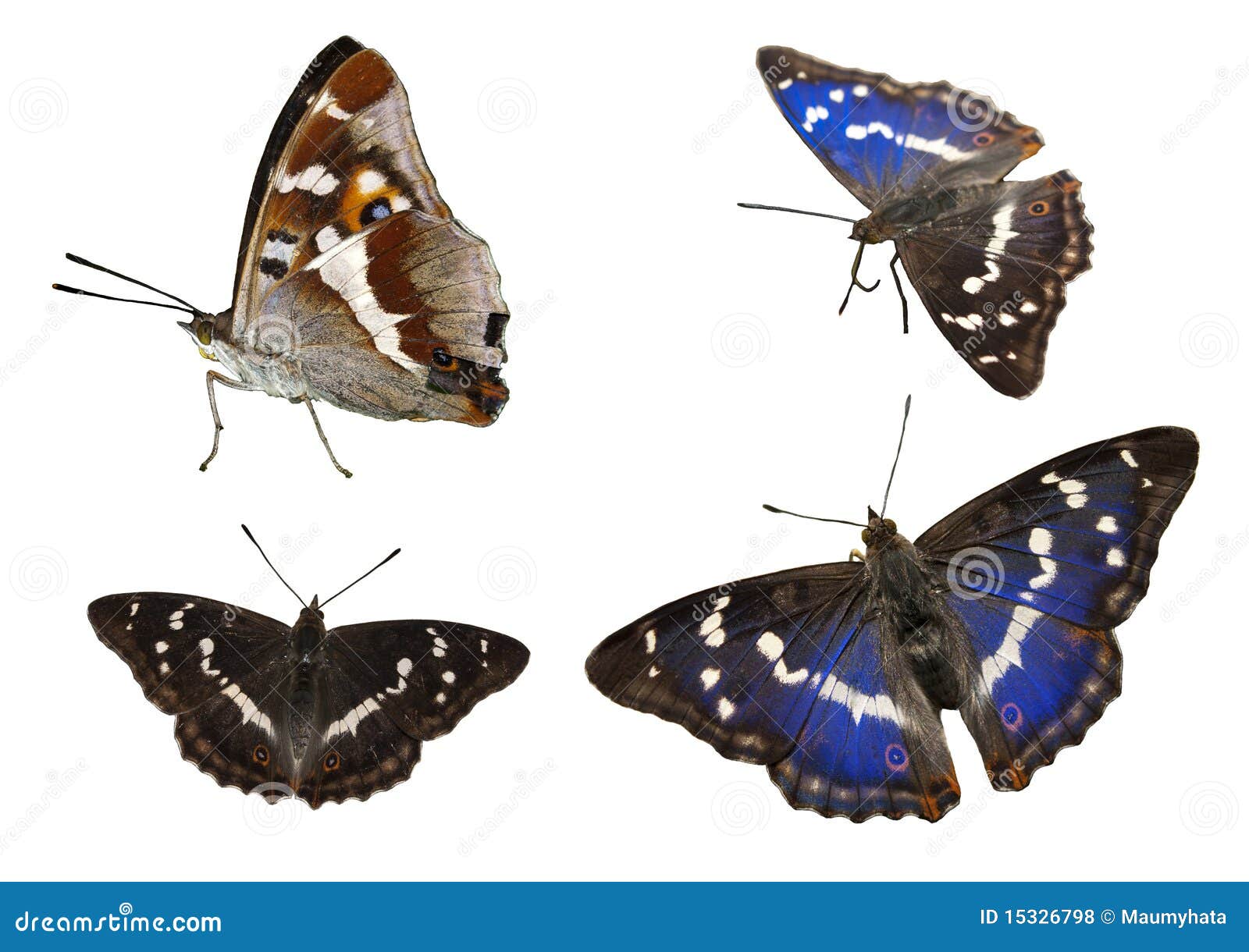 Apatura iris stock photo. Image of blue, natural, butterflies - 15326798