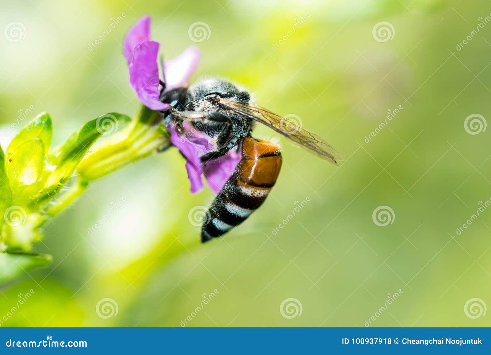 Ape fotografia stock. Immagine di insetto, natura, bianco - 100937918