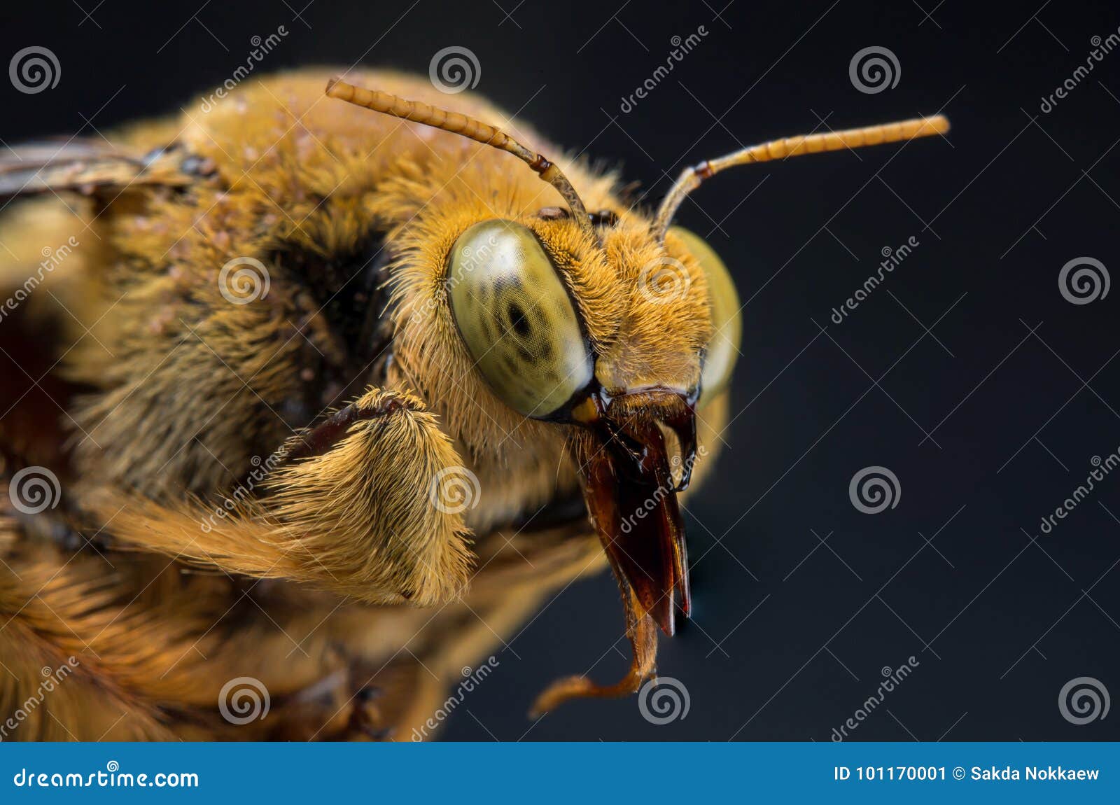 Ape immagine stock. Immagine di nave, antenna, estremo - 101170001