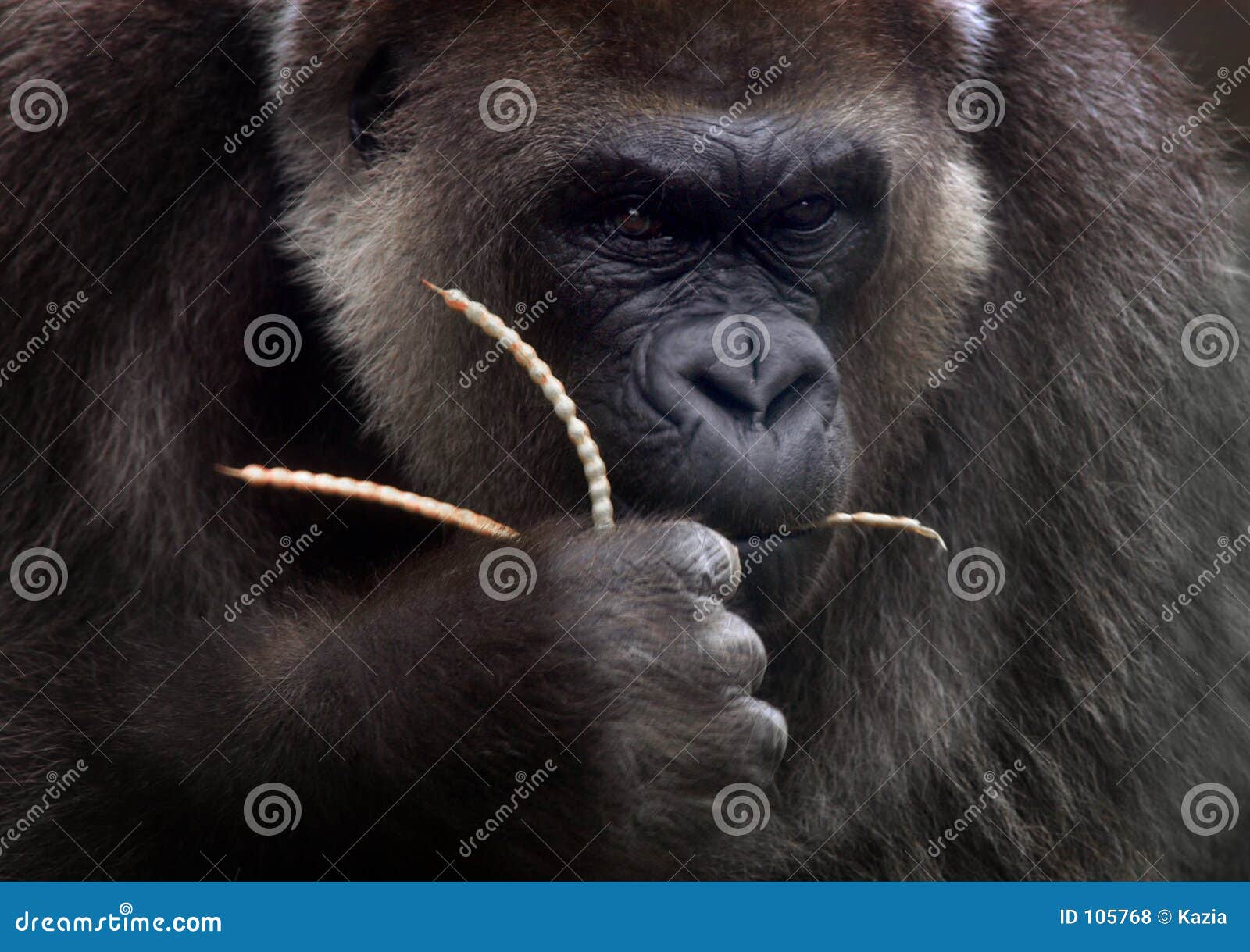 Ape stock photo. Image of eating, eyes, caged, serious - 105768