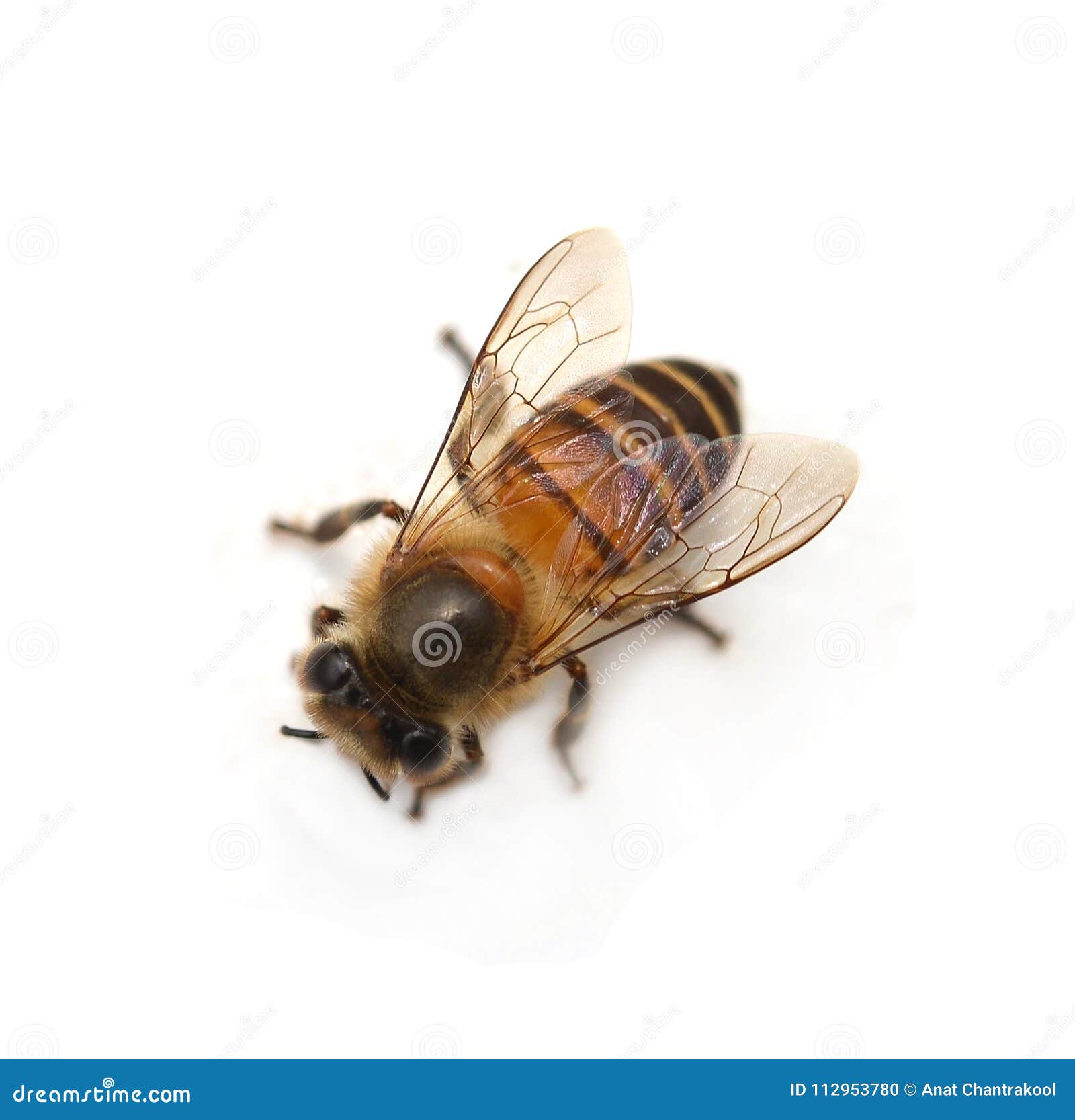 Ape fotografia stock. Immagine di animale, antenna, giallo - 112953780