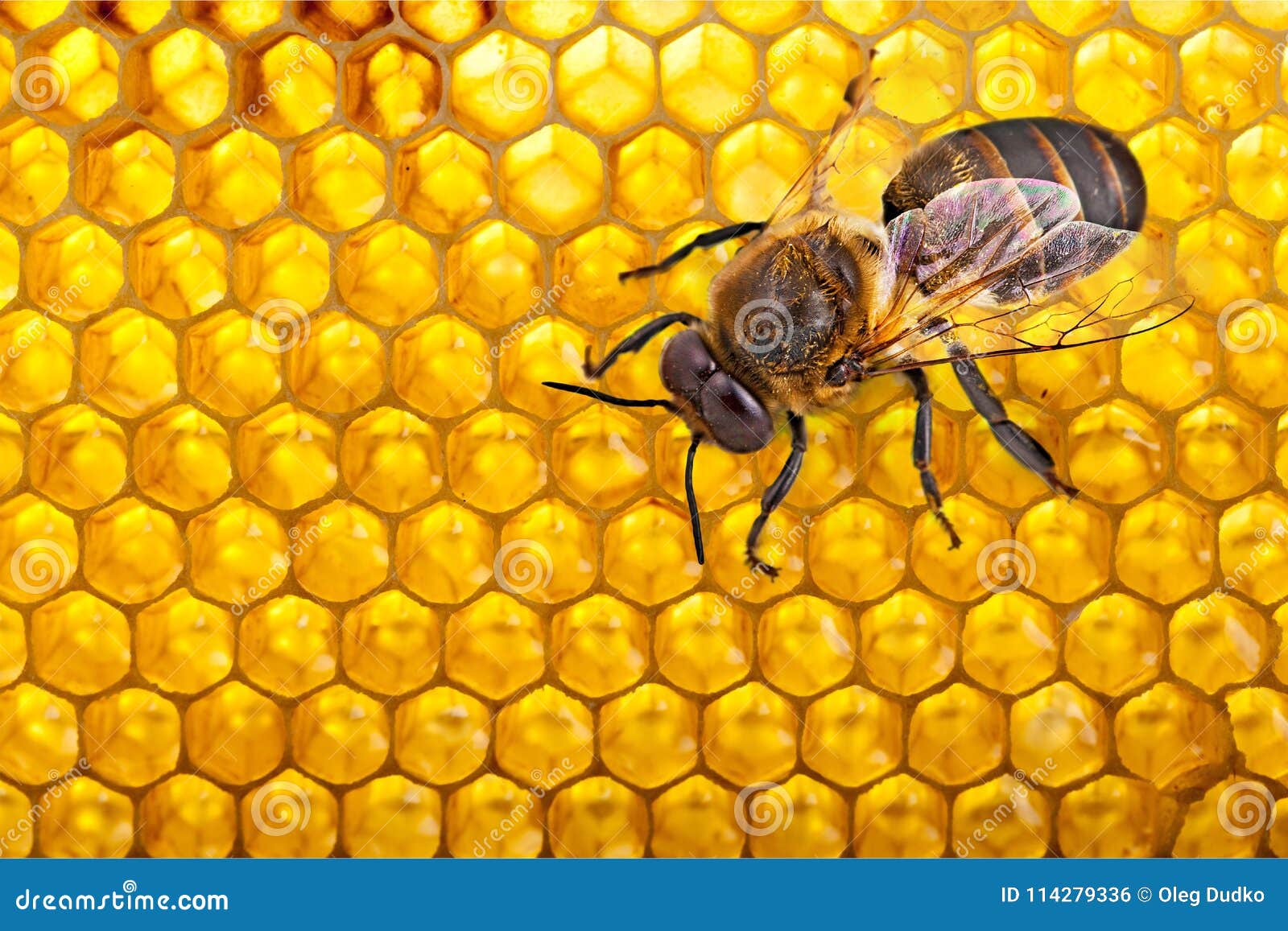 Ape fotografia stock. Immagine di efficienza, macro - 114279336