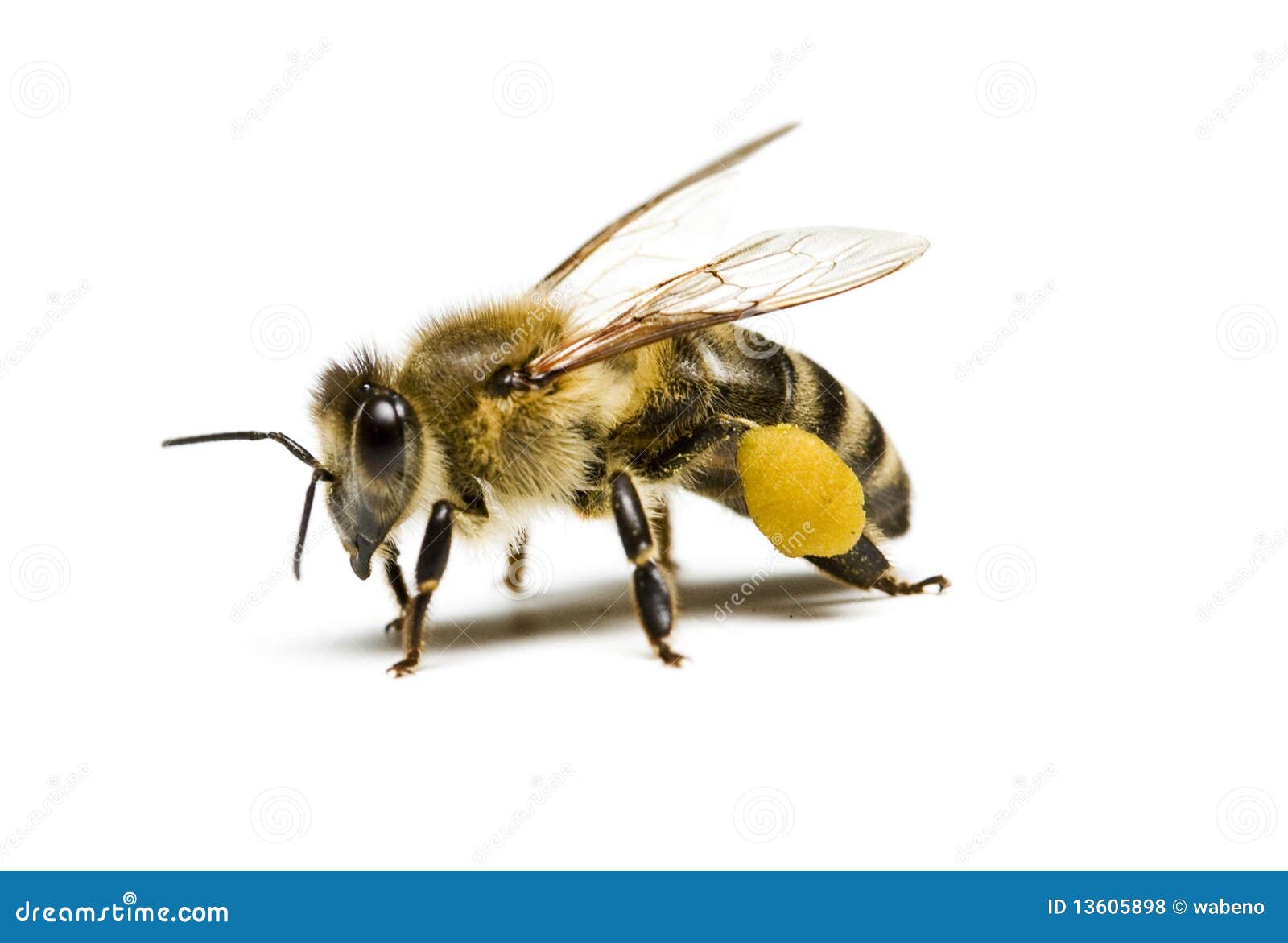 Ape fotografia stock. Immagine di animale, lanuginoso - 13605898