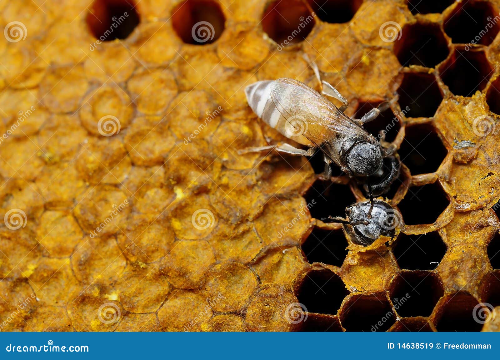 Ape immagine stock. Immagine di direzione, muoversi, pettinatura - 14638519