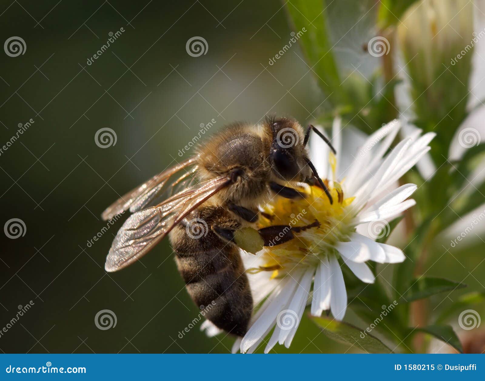 Ape immagine stock. Immagine di miele, animale, esterno - 1580215