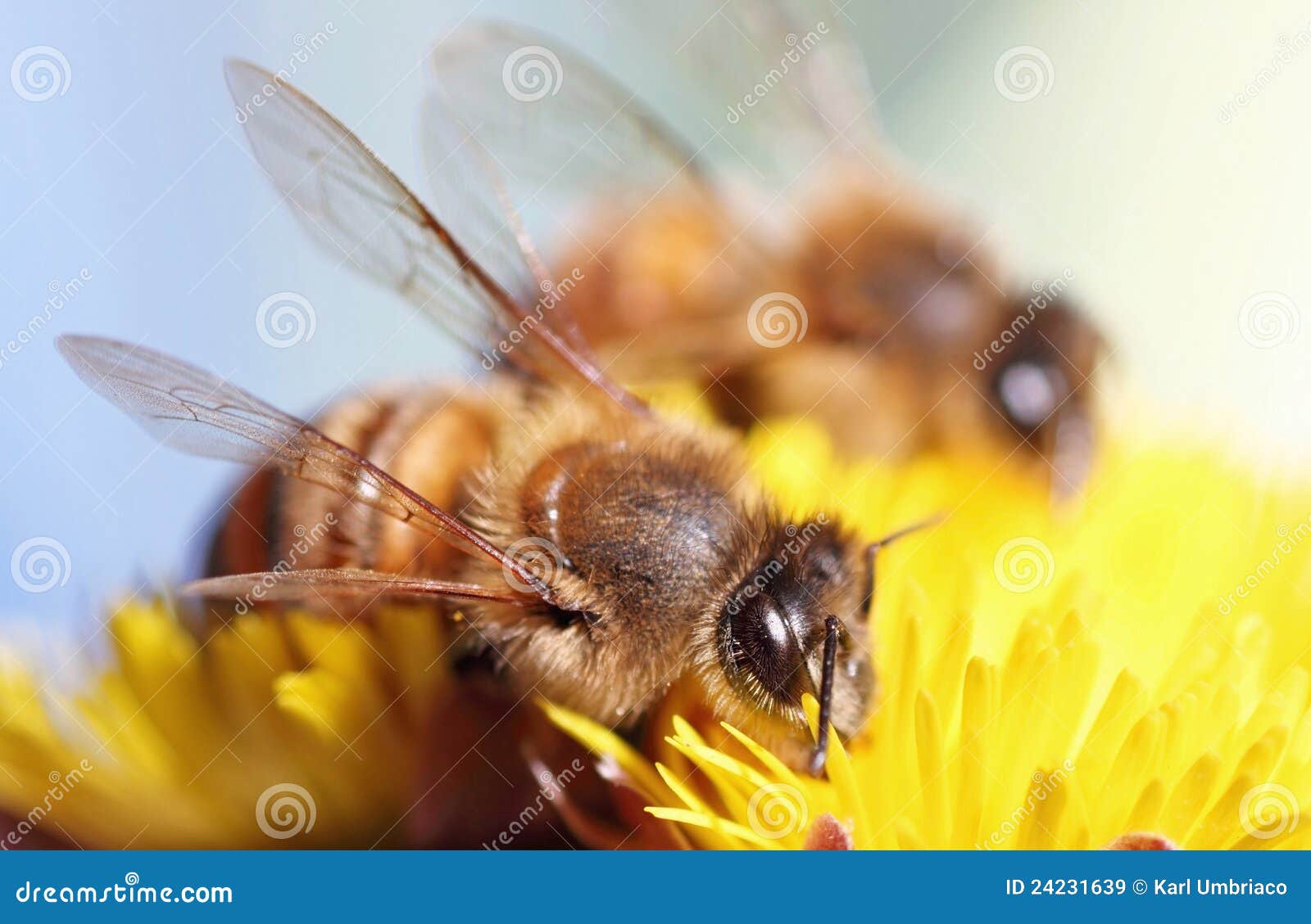 Ape immagine stock. Immagine di macro, quebec, insetto - 24231639