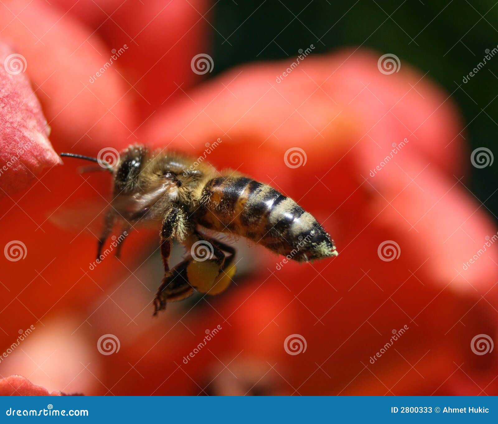 Ape immagine stock. Immagine di particolare, volo, nave - 2800333