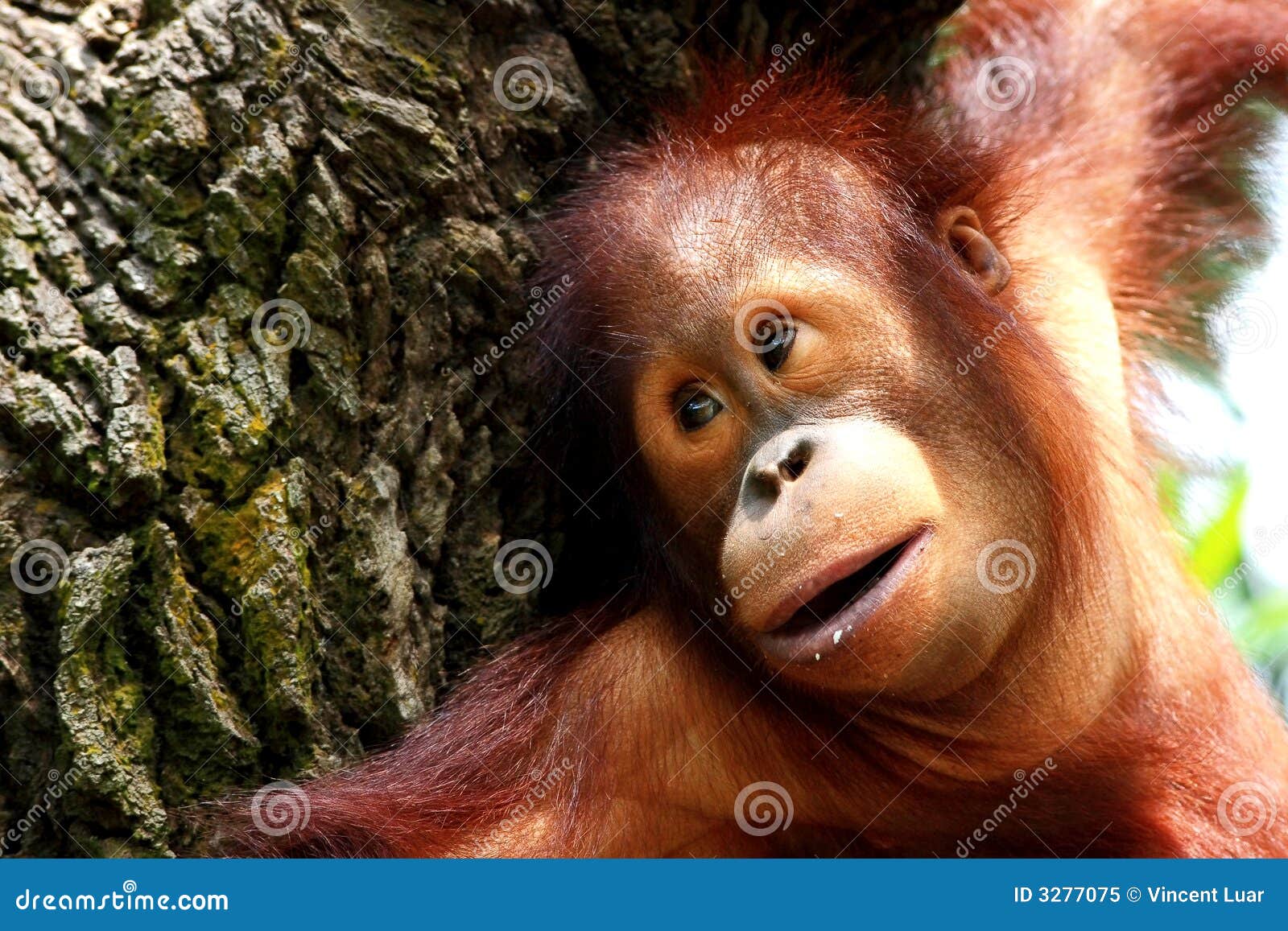 Ape stock image. Image of colour, hanging, look, hairy - 3277075