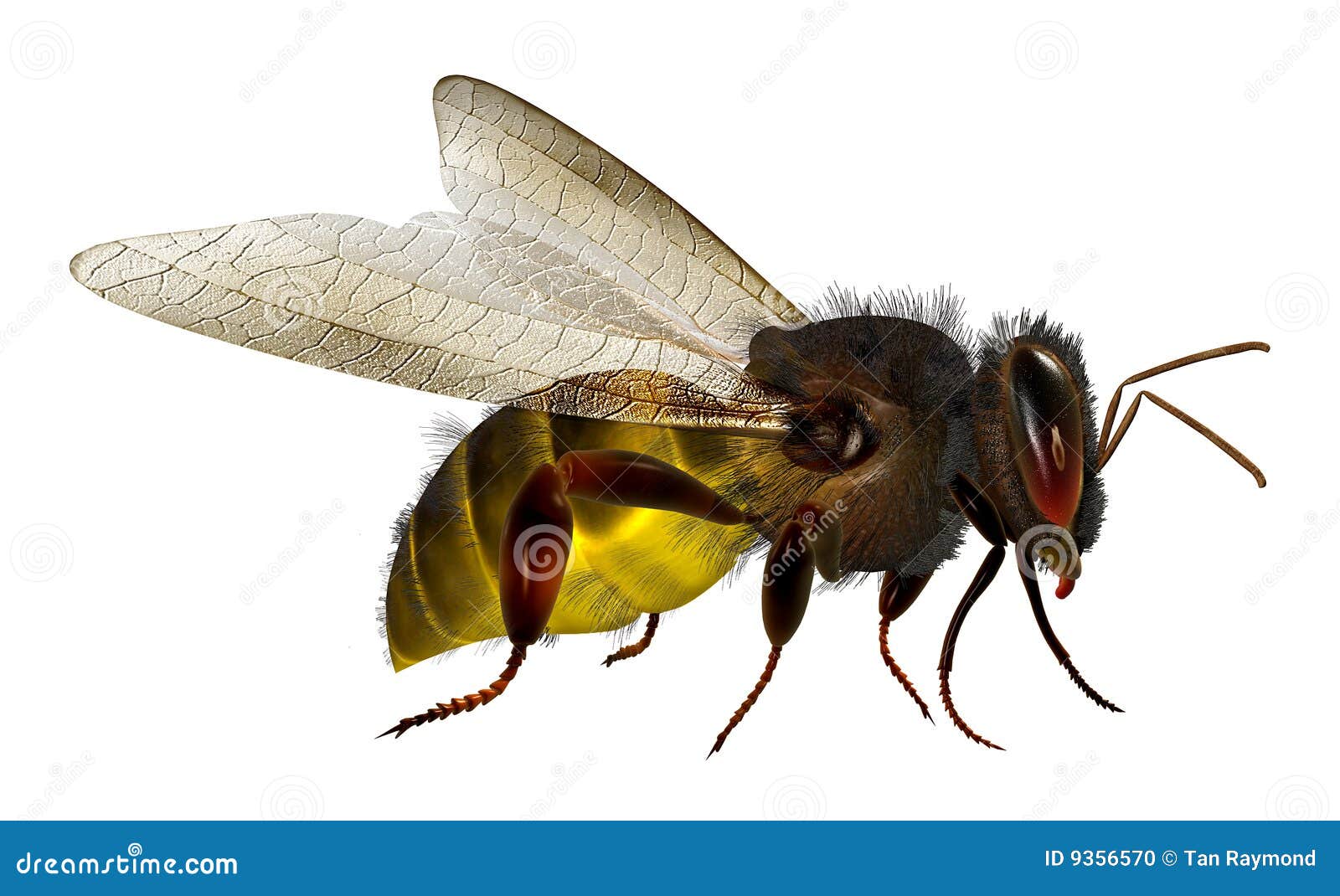 Ape 3d illustrazione di stock. Illustrazione di favo, nettare - 9356570