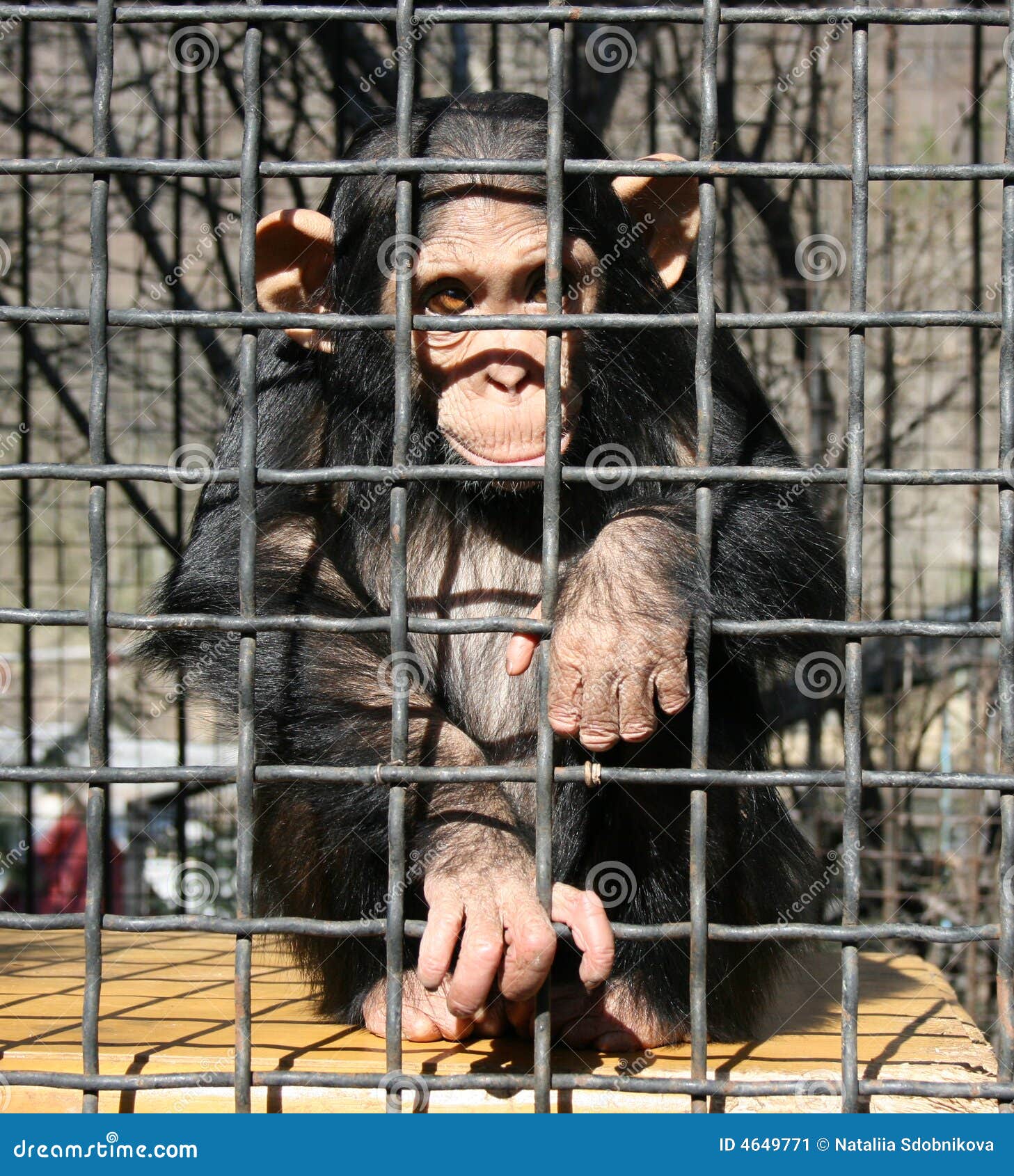 Ape stock image. Image of animal, child, infant, iron - 4649771