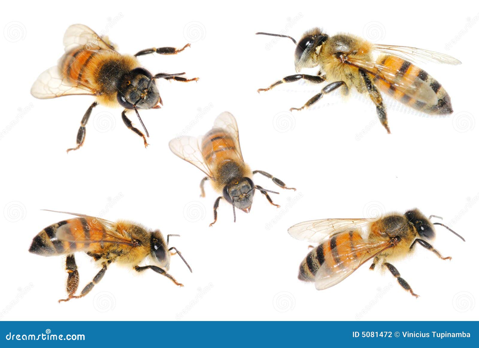Ape fotografia stock. Immagine di insetto, giallo, miele - 5081472