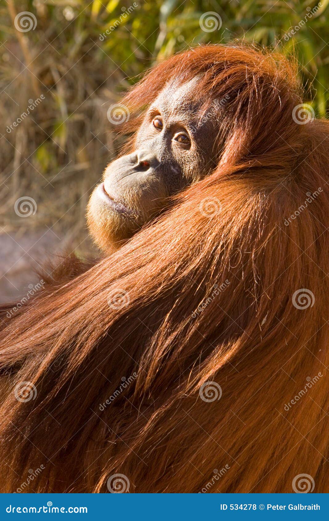 Ape stock photo. Image of scrutinize, arboreal, eyes, relax - 534278