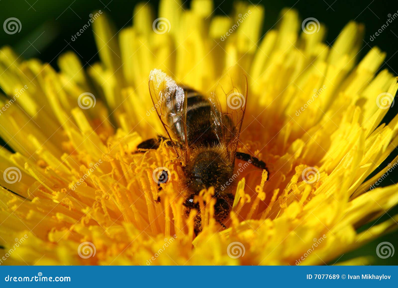 Ape immagine stock. Immagine di dandelione, fioritura - 7077689