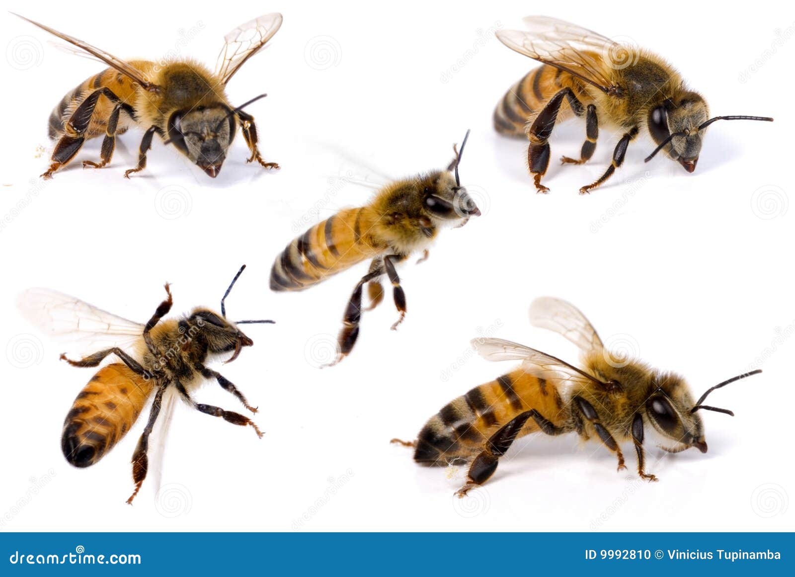 Ape fotografia stock. Immagine di giallo, natura, nave - 9992810