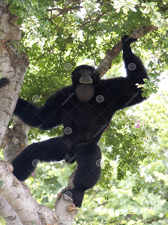 Ape Aria stock image. Image of yell, primate, endangered - 3313935