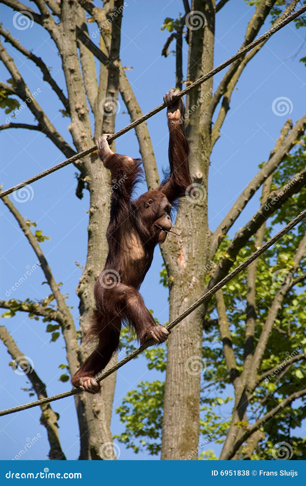 Ape balancing on ropes stock photo. Image of ropes, animals - 6951838