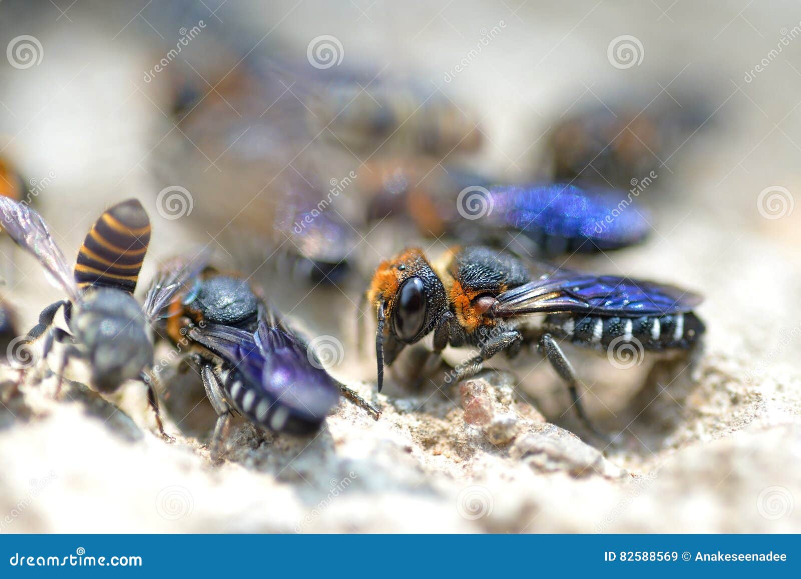 Ape blu immagine stock. Immagine di animale, nave, accumulazione - 82588569