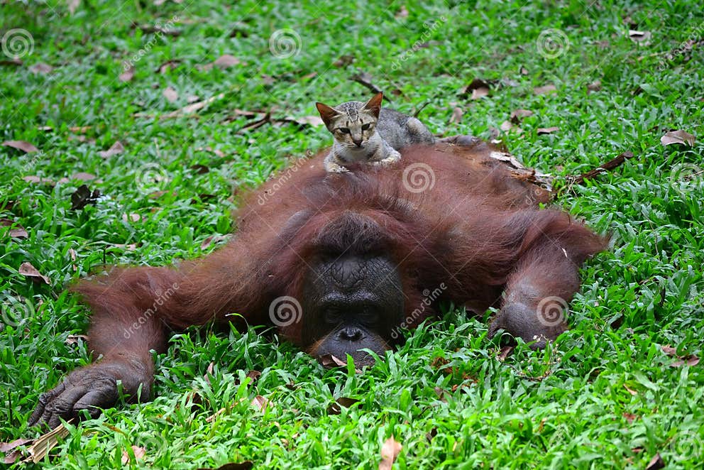Ape and Cat Playing Together Stock Photo - Image of monkey, nature ...