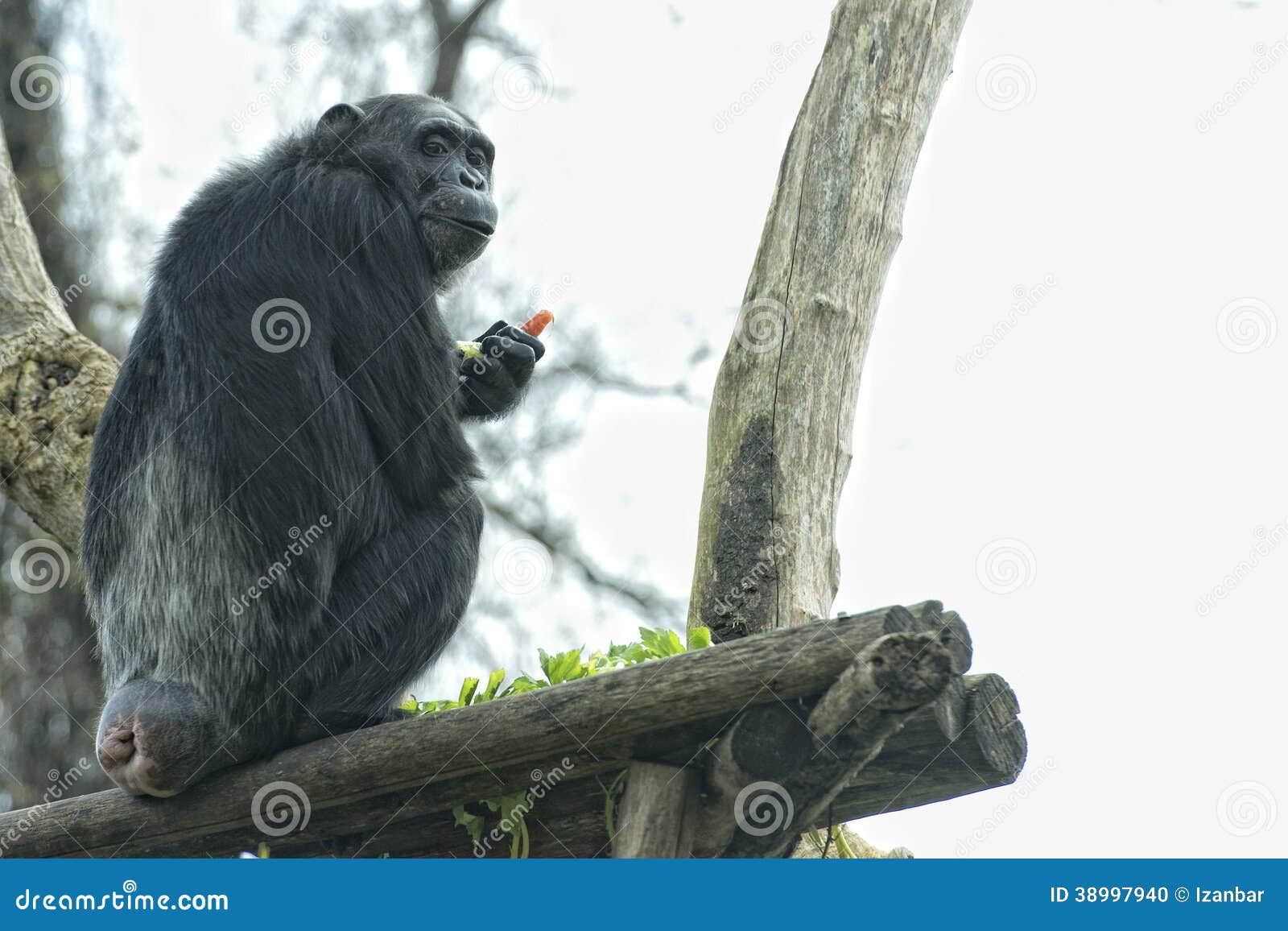Ape Chimpanzee Monkey Looking at You Stock Photo - Image of endangered ...