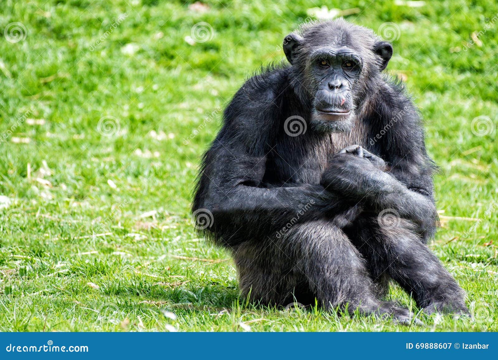 Ape Chimpanzee Monkey while Resting Stock Image - Image of mammal ...
