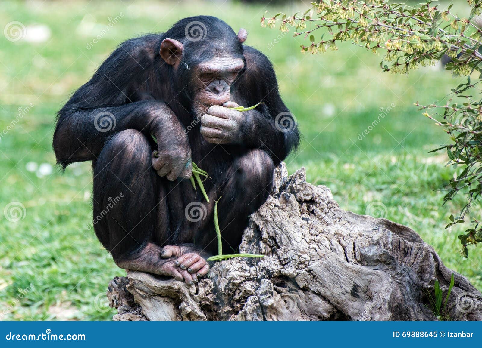 Ape Chimpanzee Monkey while Resting Stock Image - Image of cute ...