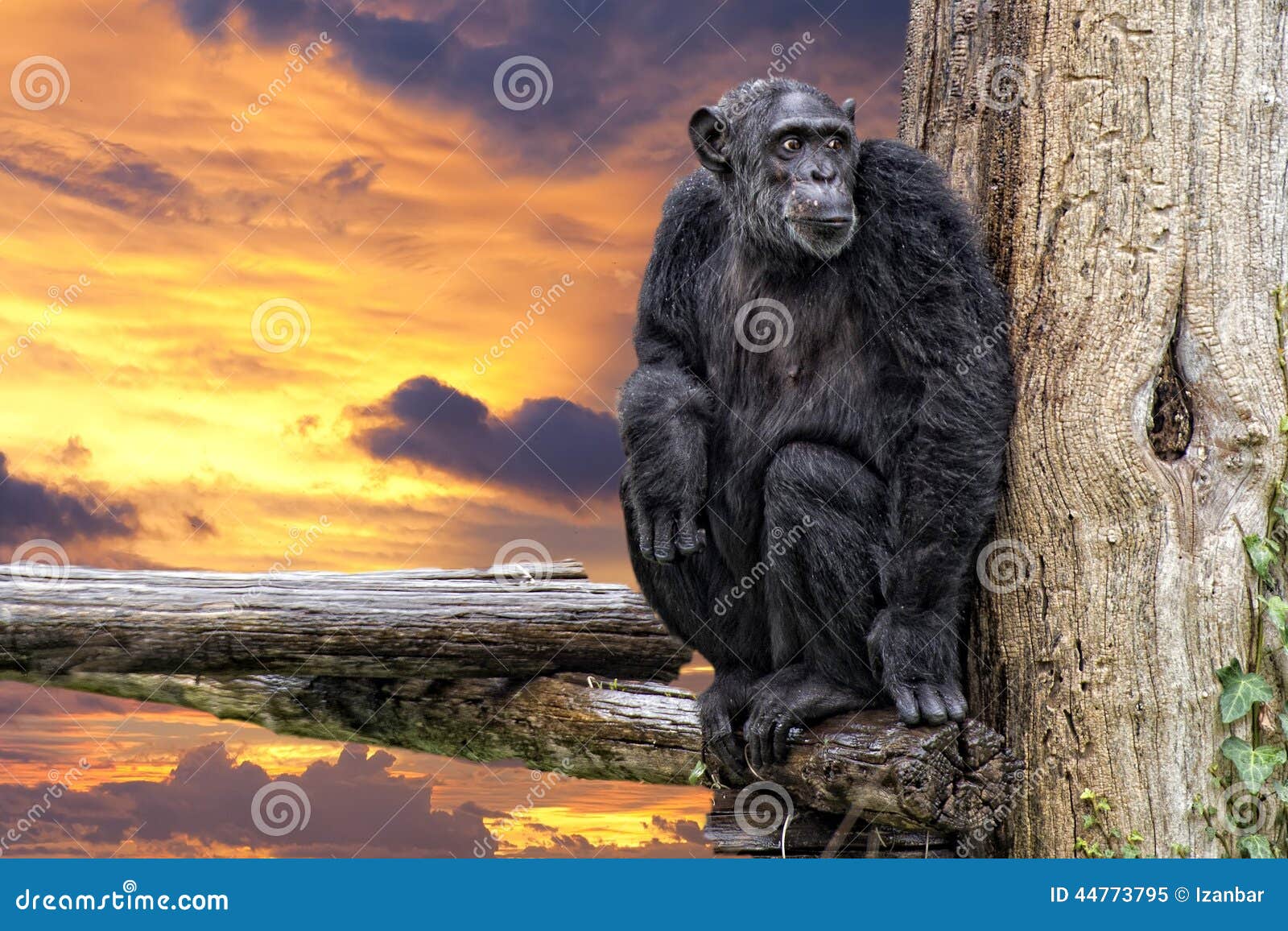 Ape Chimpanzee Monkey on Sunset Background Stock Image - Image of ...
