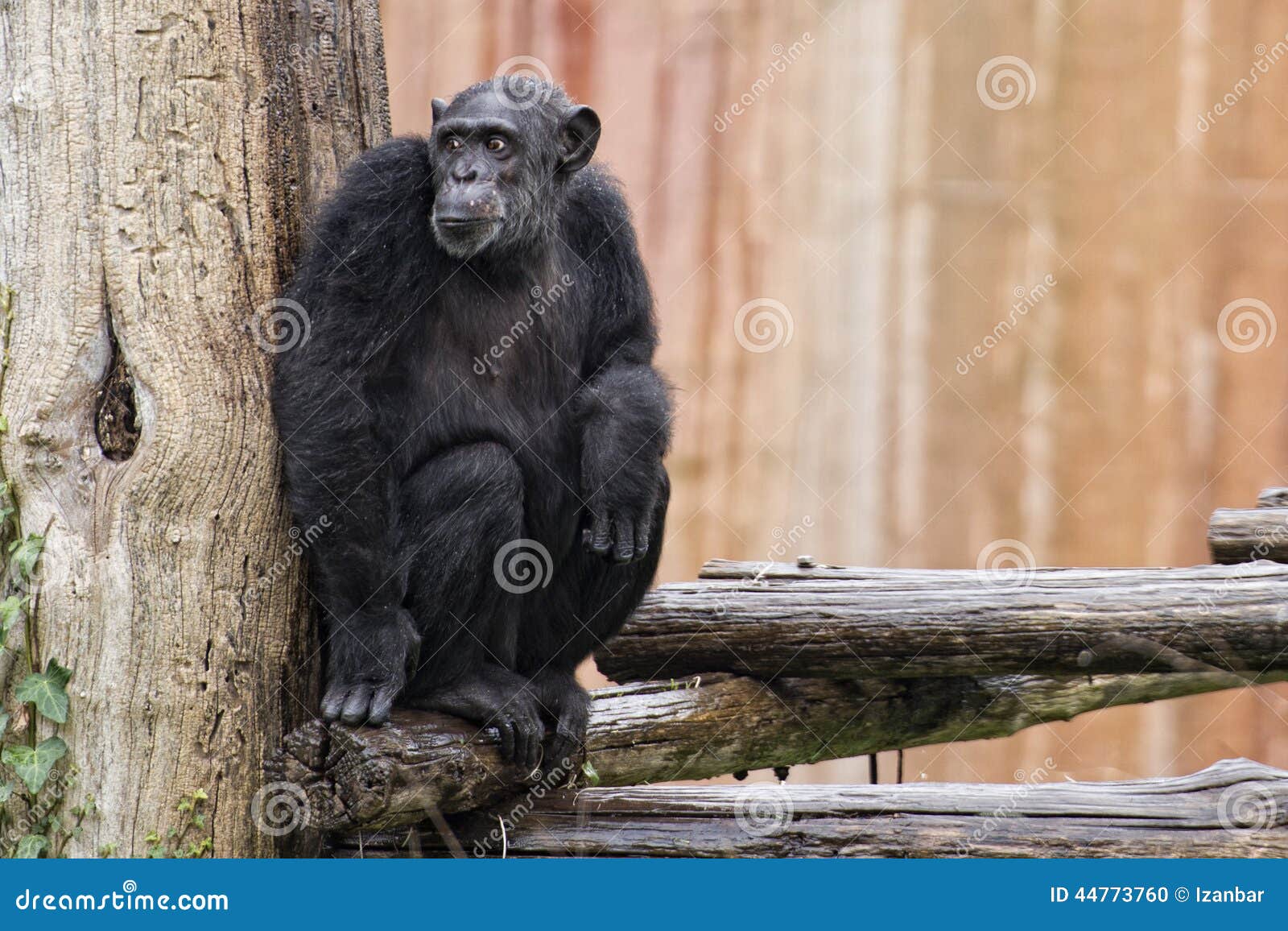 Chimpanzee Monkey Folded His Arms Over His Chest And Looks Into The ...