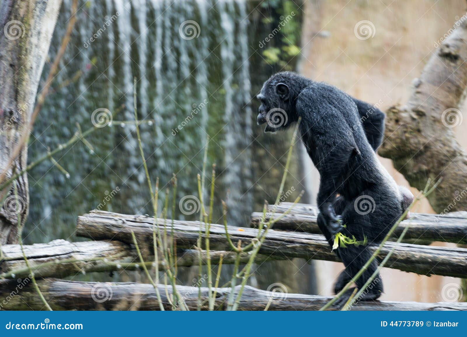 Ape chimpanzee monkey stock image. Image of primate, nature - 44773789