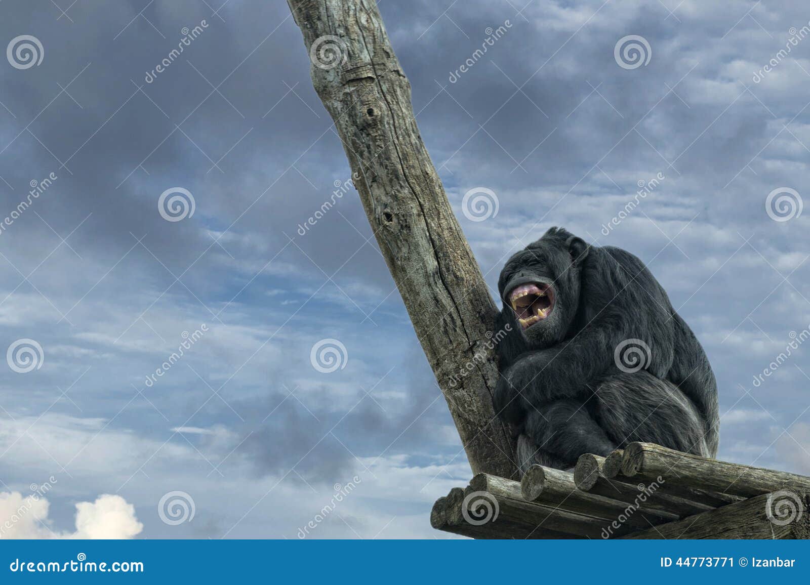 Ape Chimpanzee Monkey while Yawning Stock Image - Image of mammal ...