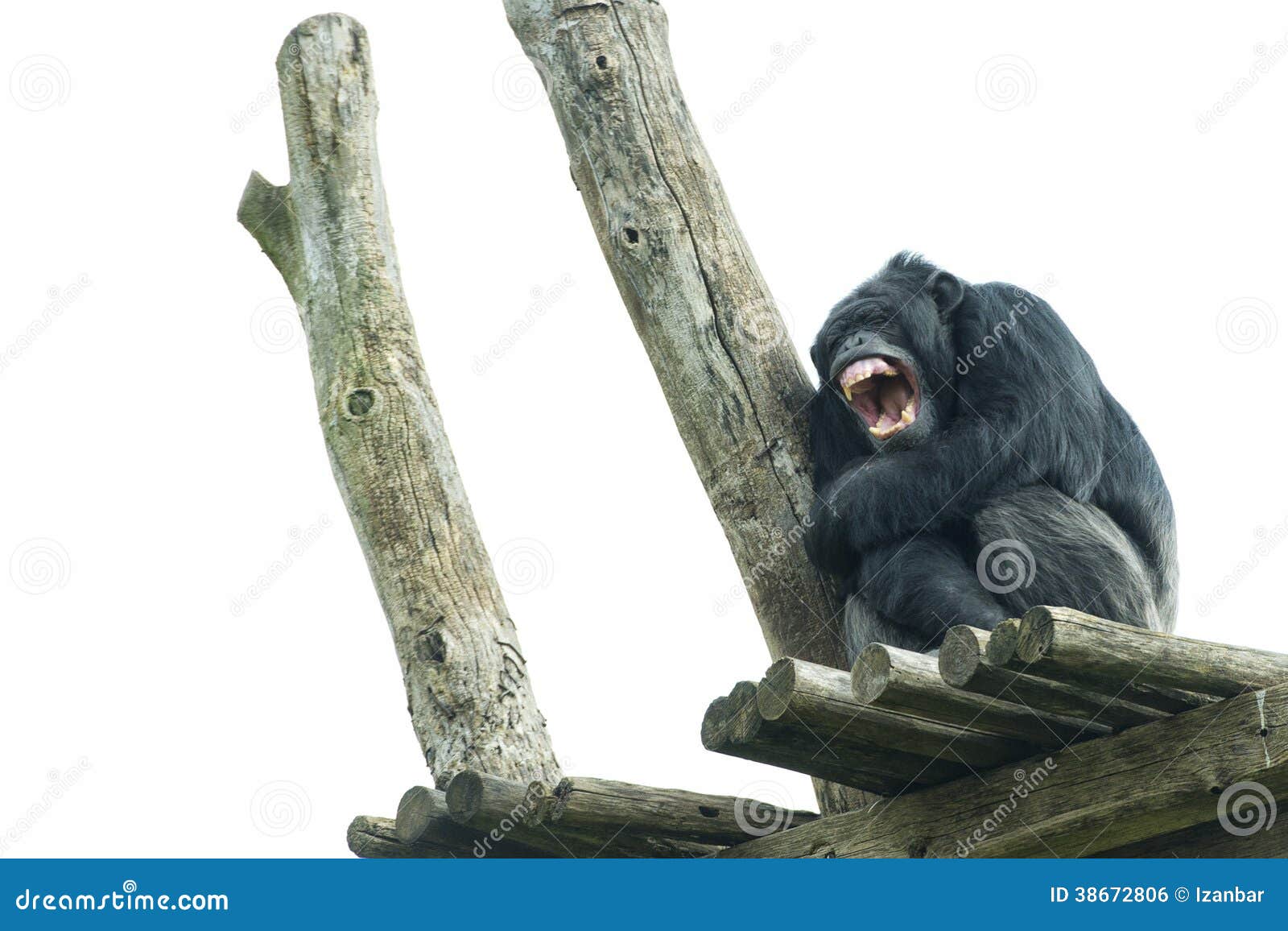 Ape Chimpanzee Monkey while Yawning Stock Photo - Image of cute, black ...