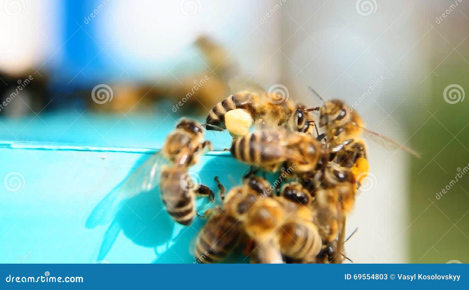 Ape Con Polline, Raccogliente Polline Archivi Video - Video di ...