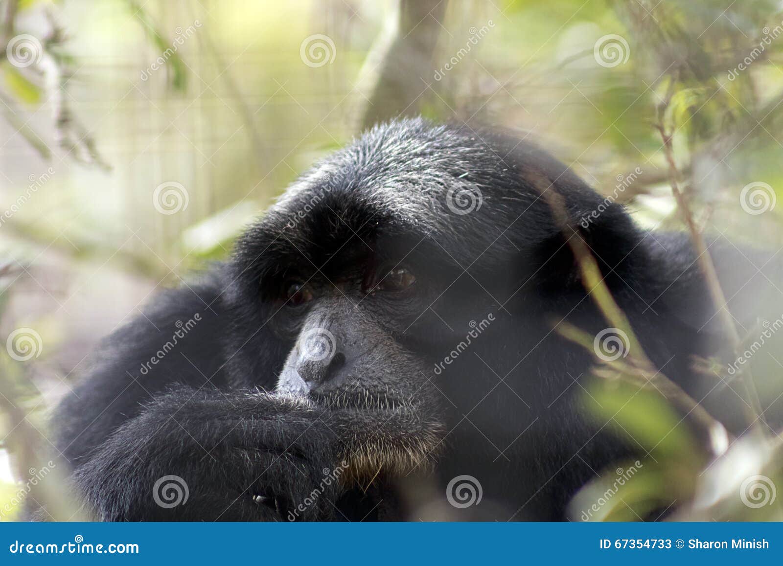 Ape Daydreams in the Afternoon Stock Image - Image of monkey, regret ...