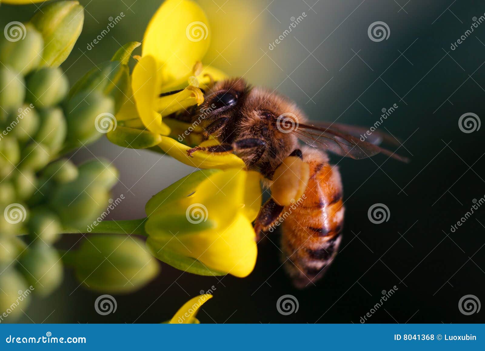 Ape del miele fotografia stock. Immagine di mosca, animale - 8041368