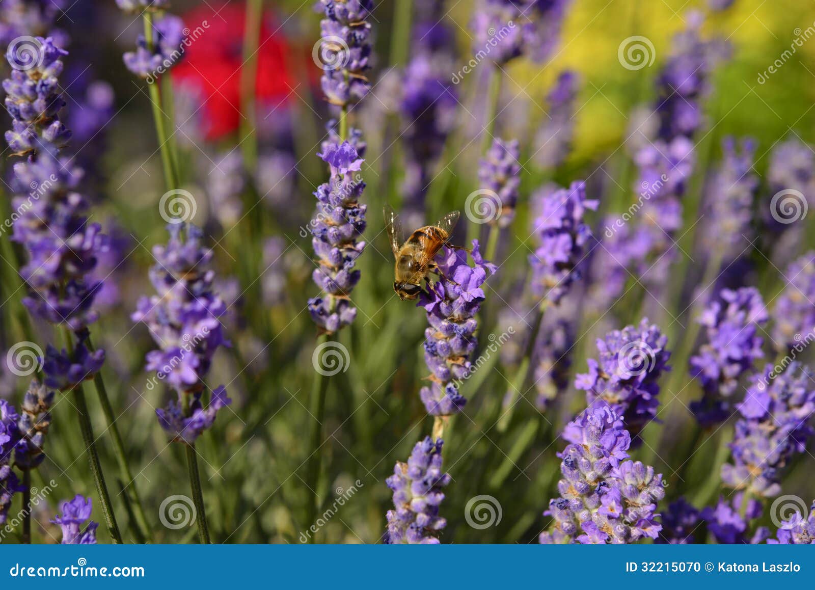 Ape Del Miele Del Fiore Della Lavanda Fotografia Stock - Immagine di ...