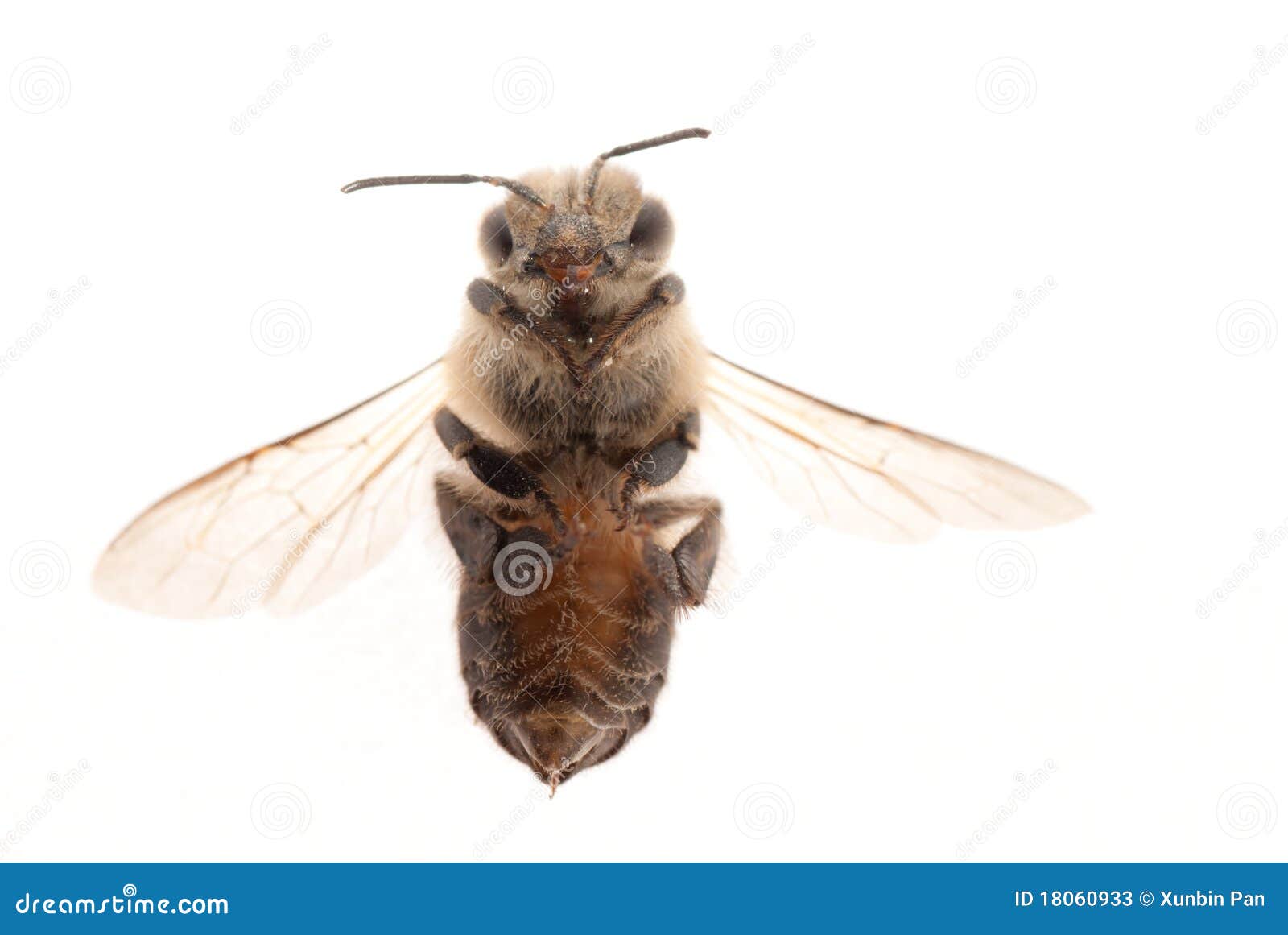 Ape dell'insetto immagine stock. Immagine di corpo, polline - 18060933