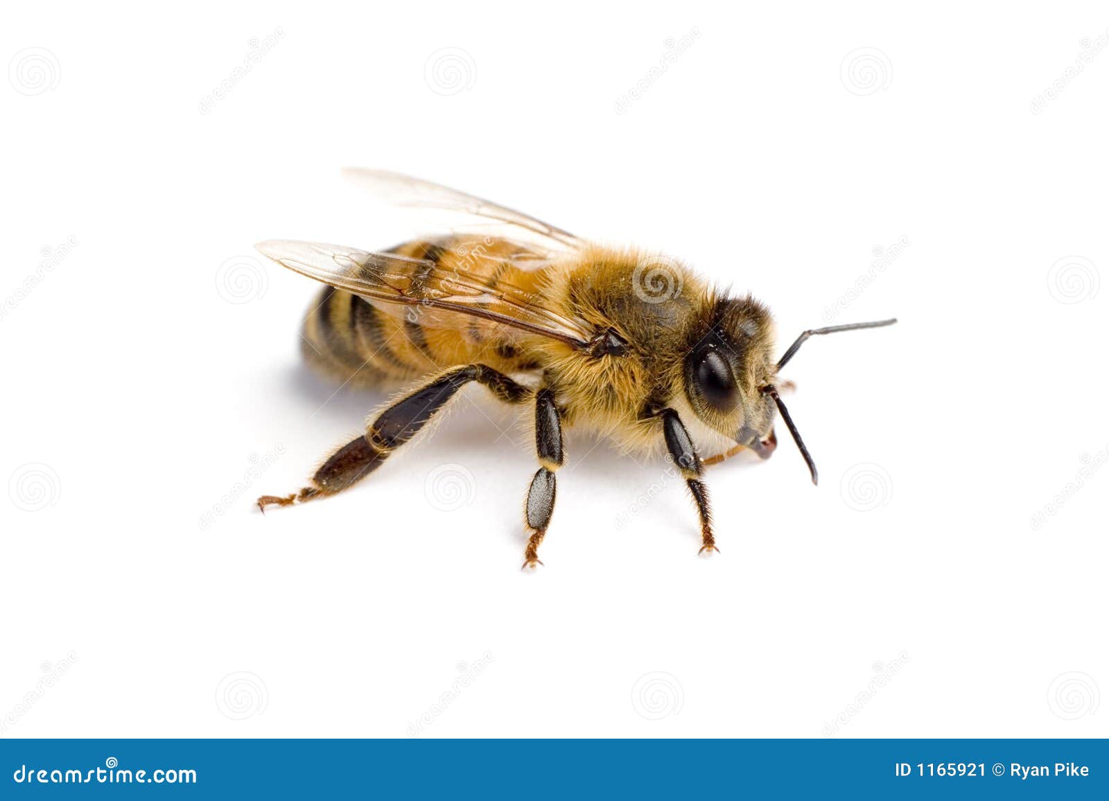 Ape di operaio immagine stock. Immagine di creazione, insetto - 1165921