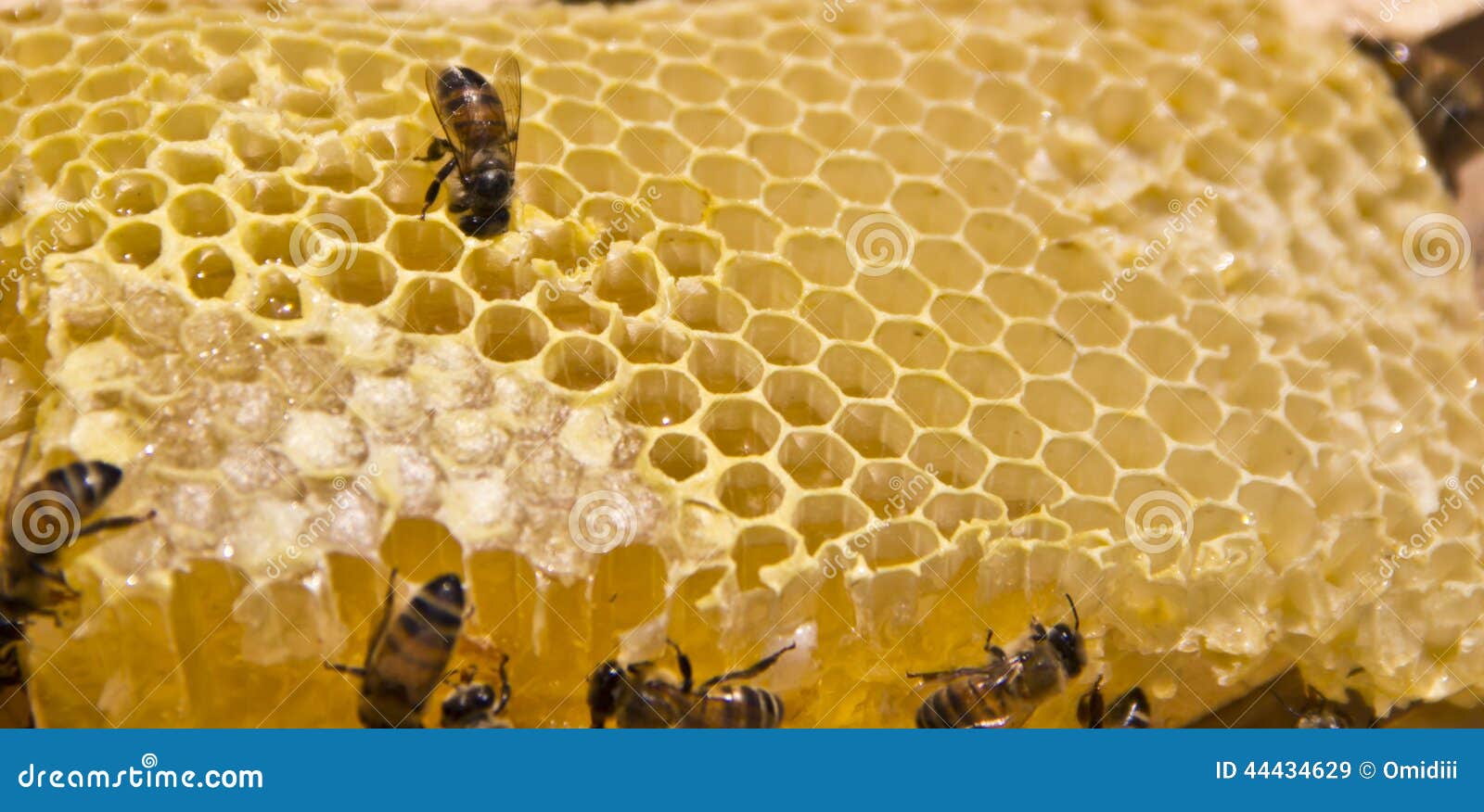 Ape e miele immagine stock. Immagine di dorato, beeswax - 44434629