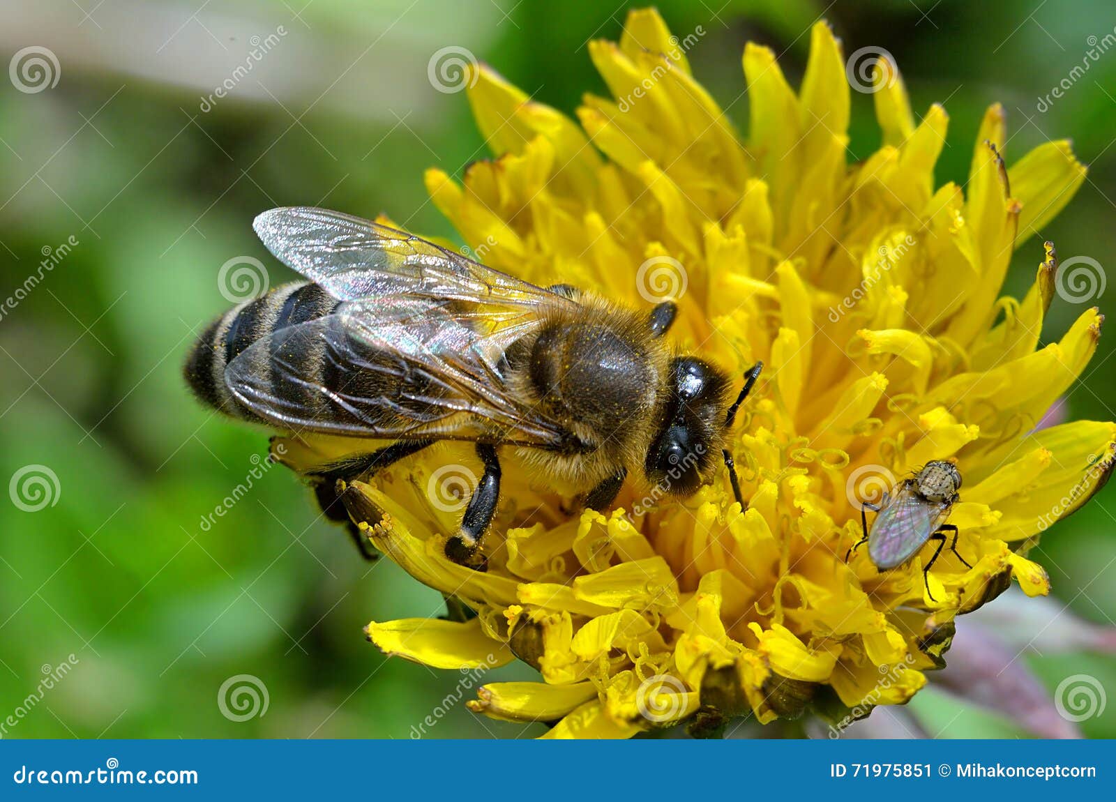 Ape E Mosca Che Si Siedono Su Un Fiore Immagine Stock - Immagine di ...