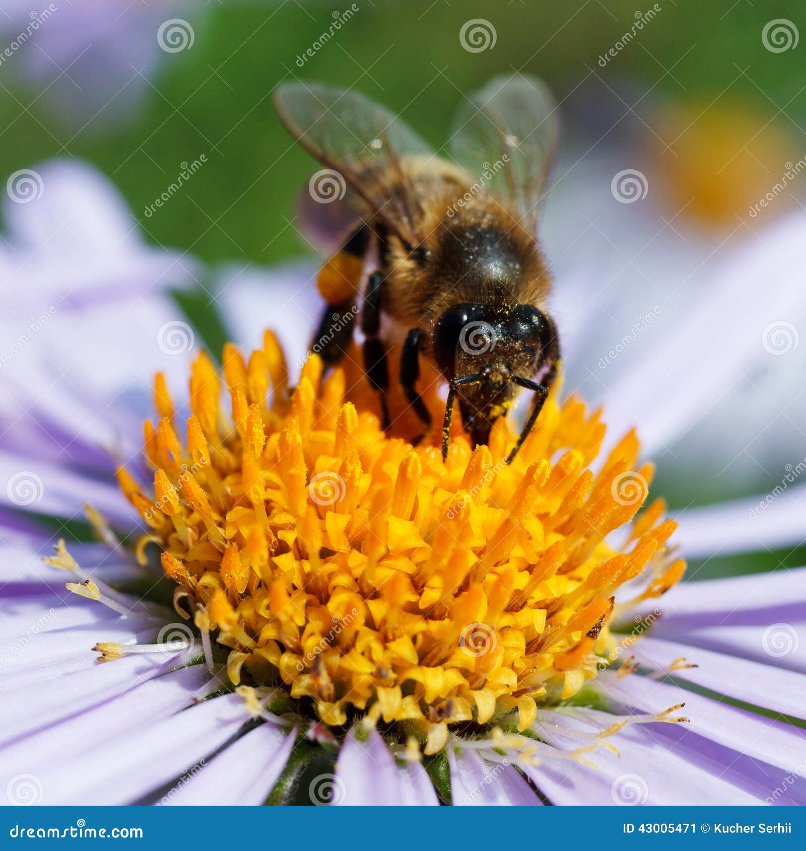 Ape e una margherita immagine stock. Immagine di concetti - 43005471