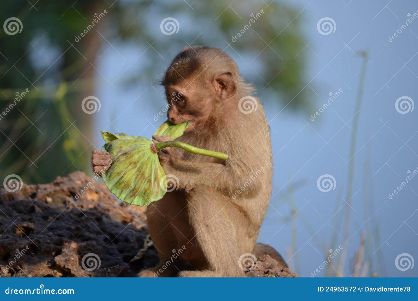 Ape Eating at Angkor Thom. Cambodia Stock Photo - Image of animal ...