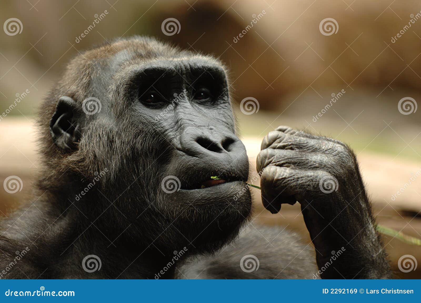 Ape eating grass stock image. Image of male, macaque, concept - 2292169