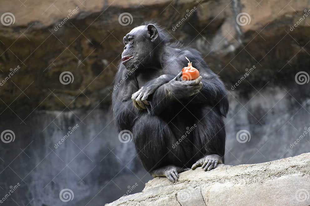 Ape Eating Onion stock image. Image of sits, wildlife - 52536559